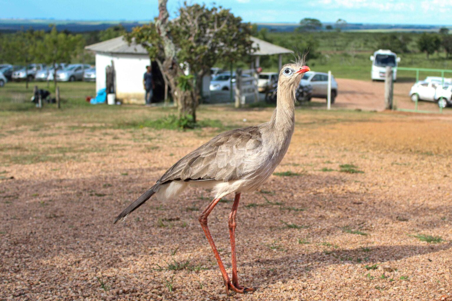 O bioma do Cerrado - GEONAUTA